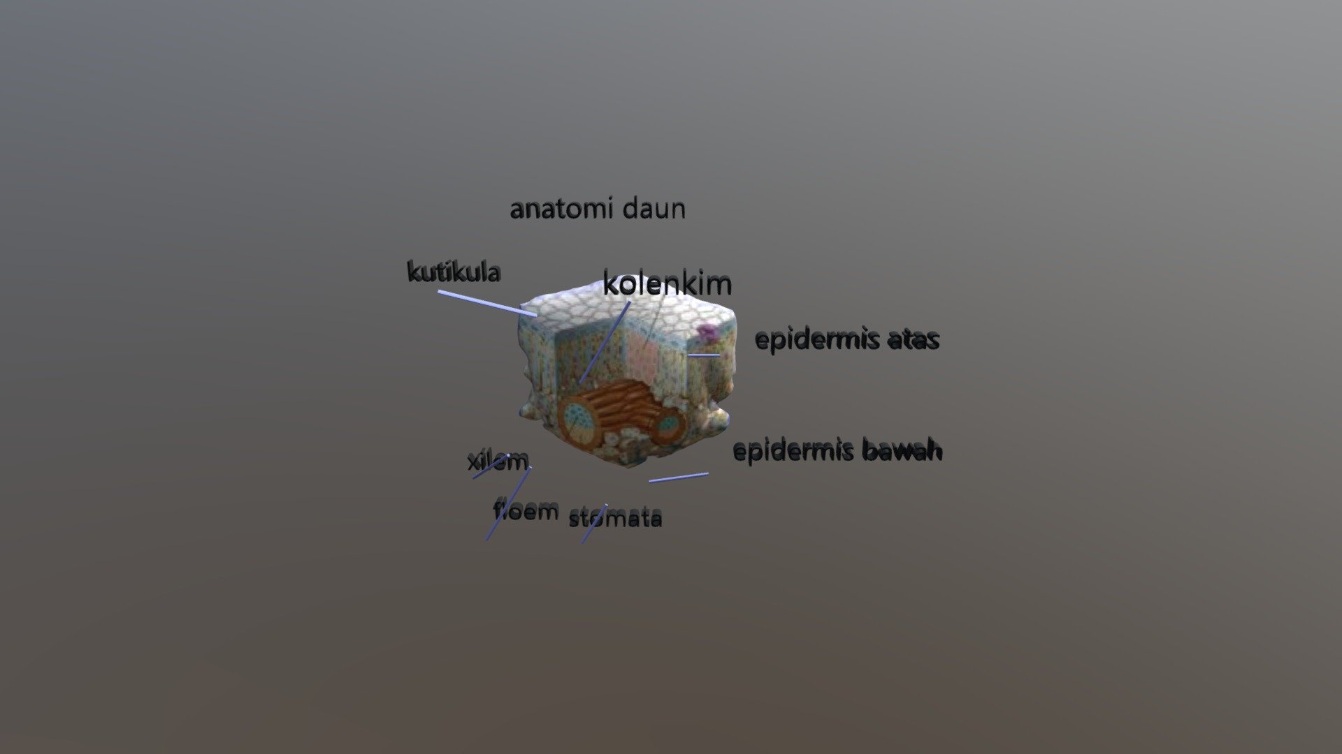 Anatomi Daun - 3D model by noorlailahs [e7145d8] - Sketchfab