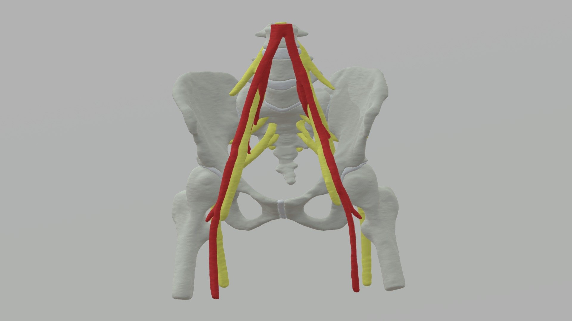 Bony Pelvis with Neurovascular Supply from MRI - Download Free 3D model ...
