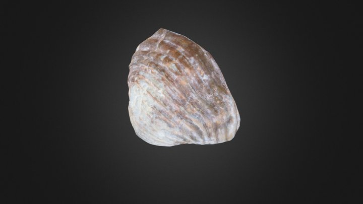 Bivalves 3D models - Sketchfab