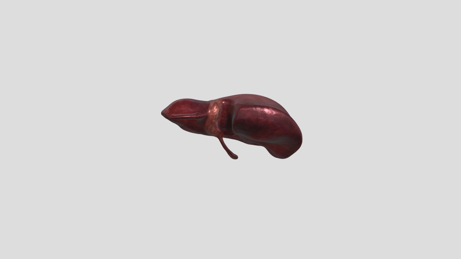 Liver animation 2 - 3D model by marcolinadesign [e723399] - Sketchfab