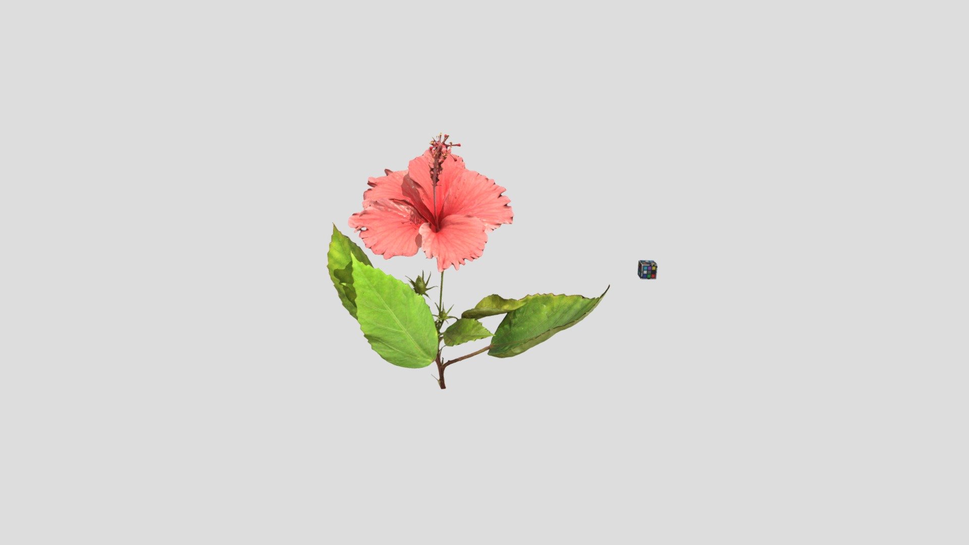Partes de una flor - 3D model by valeria.cordova [e724426] - Sketchfab