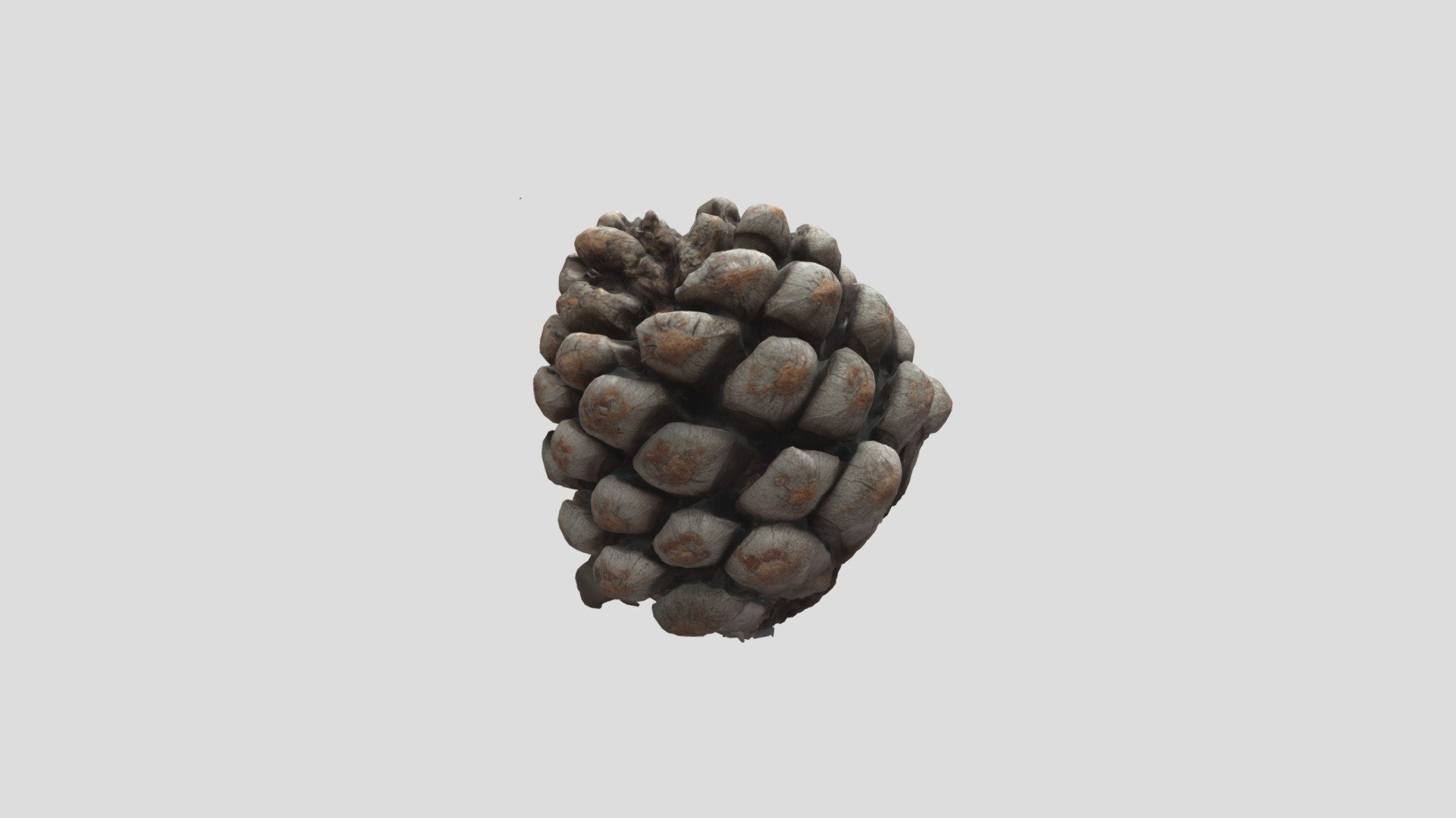 Pinecone - Download Free 3D model by jsuarezcal [e72be75] - Sketchfab