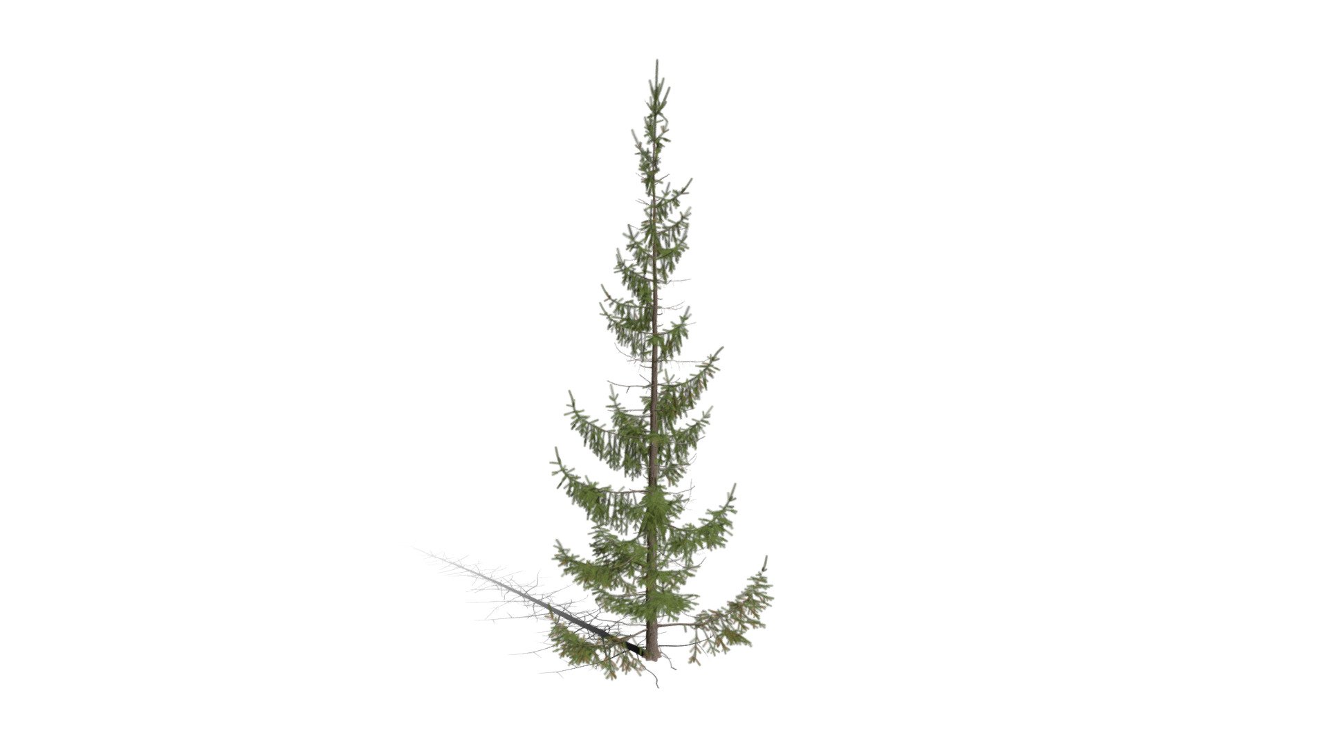 Realistic HD Norway spruce (33/43) - Buy Royalty Free 3D model by ...