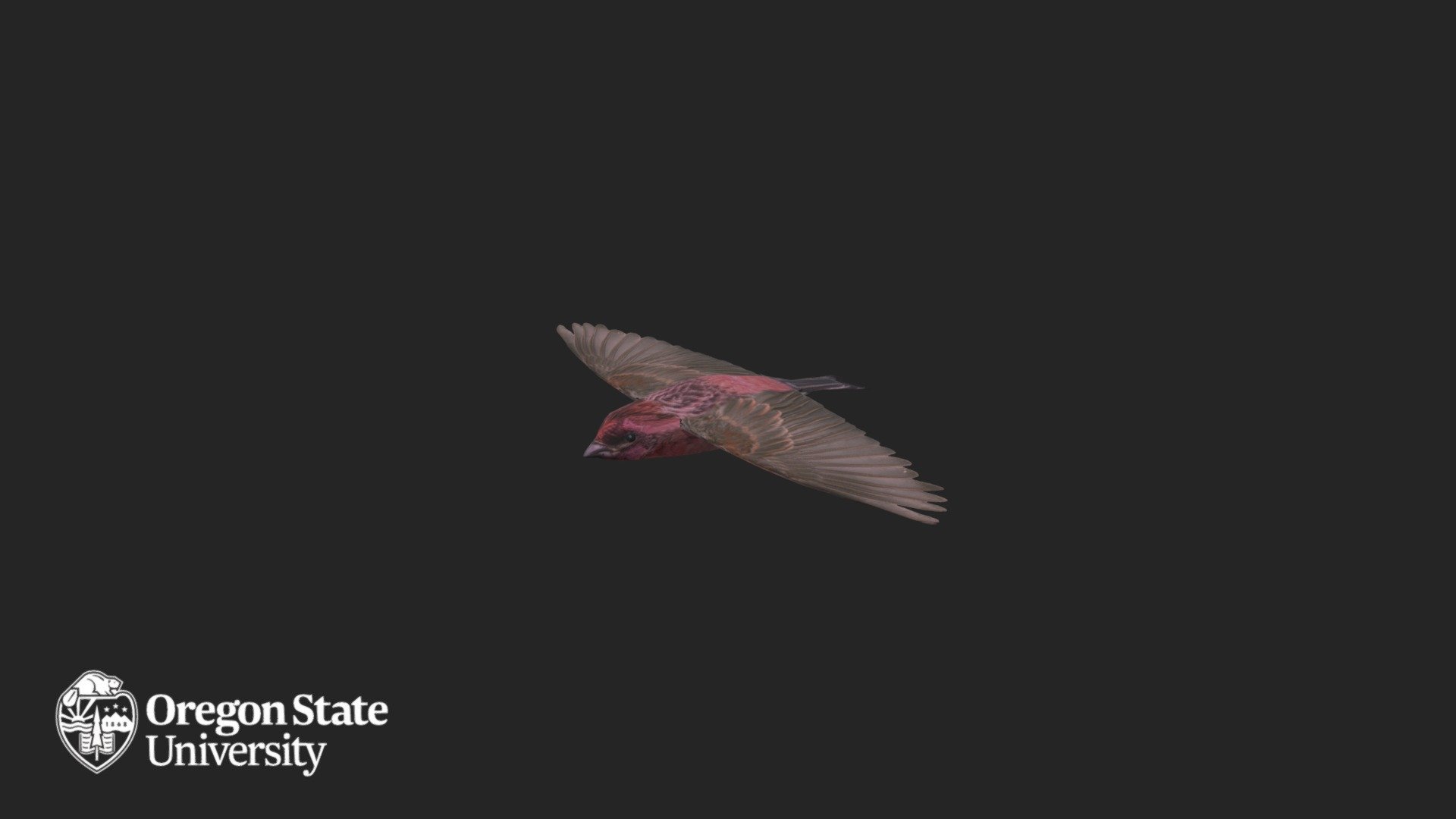 Purple Finch - in Flight - Download Free 3D model by Oregon State ...