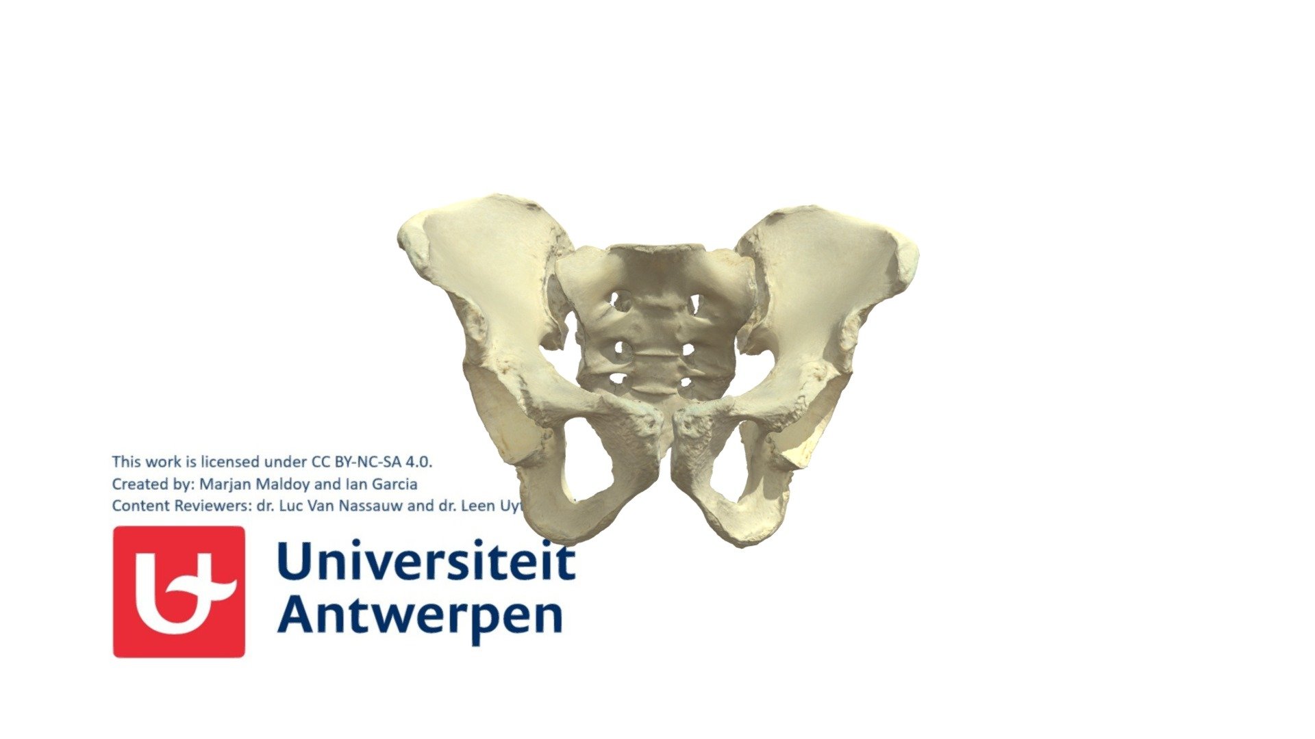Cingulum pelvicum zonder annotaties - 3D model by Universiteit ...