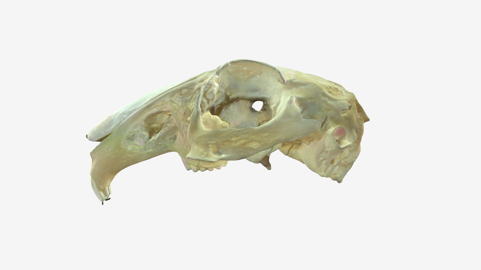 Rabbit Skull - 3D model by rvcanatomy [e737029] - Sketchfab