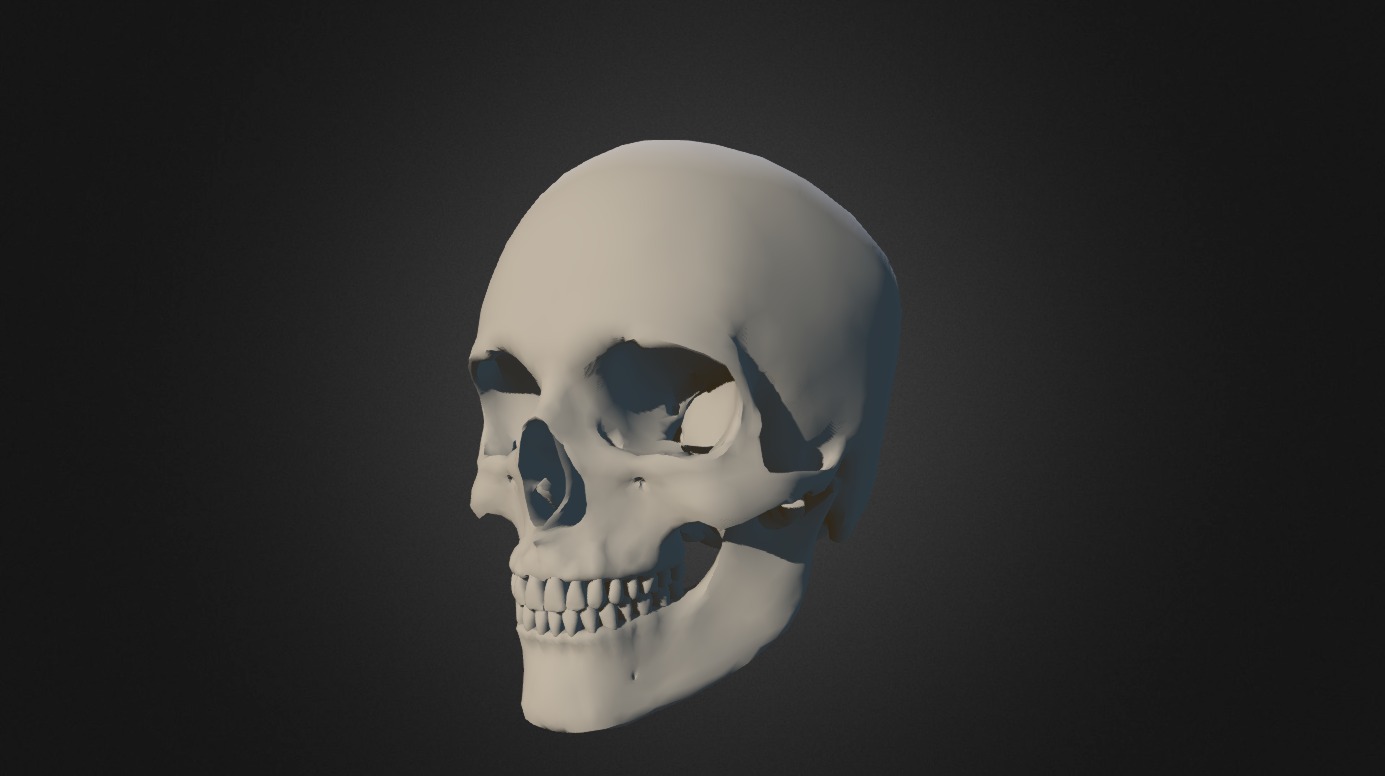 Skull Simplification 5 - 3D model by scottbreton [e73b372] - Sketchfab