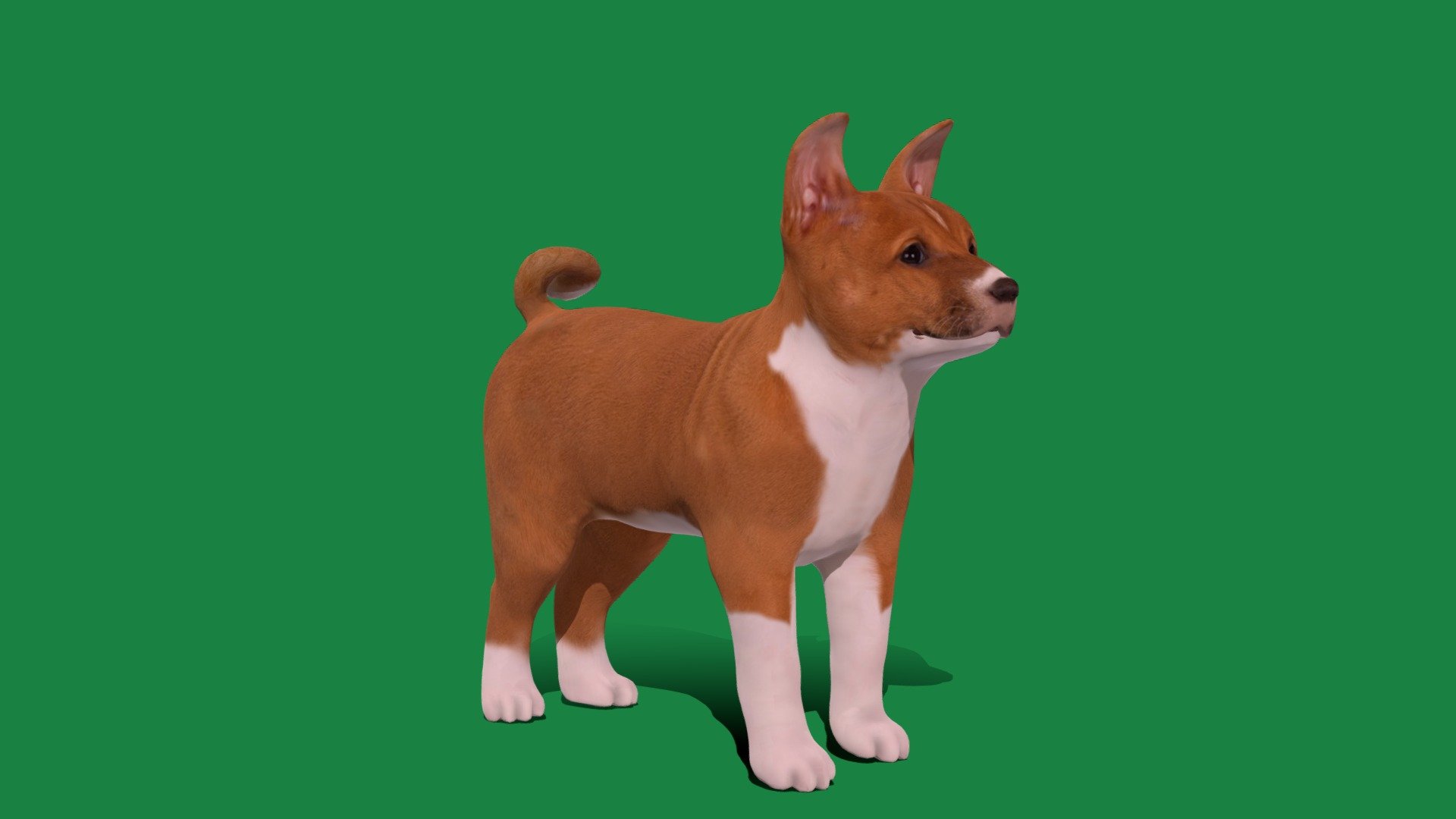Basenji Puppy Dog (Game Ready) - Buy Royalty Free 3D model by ...