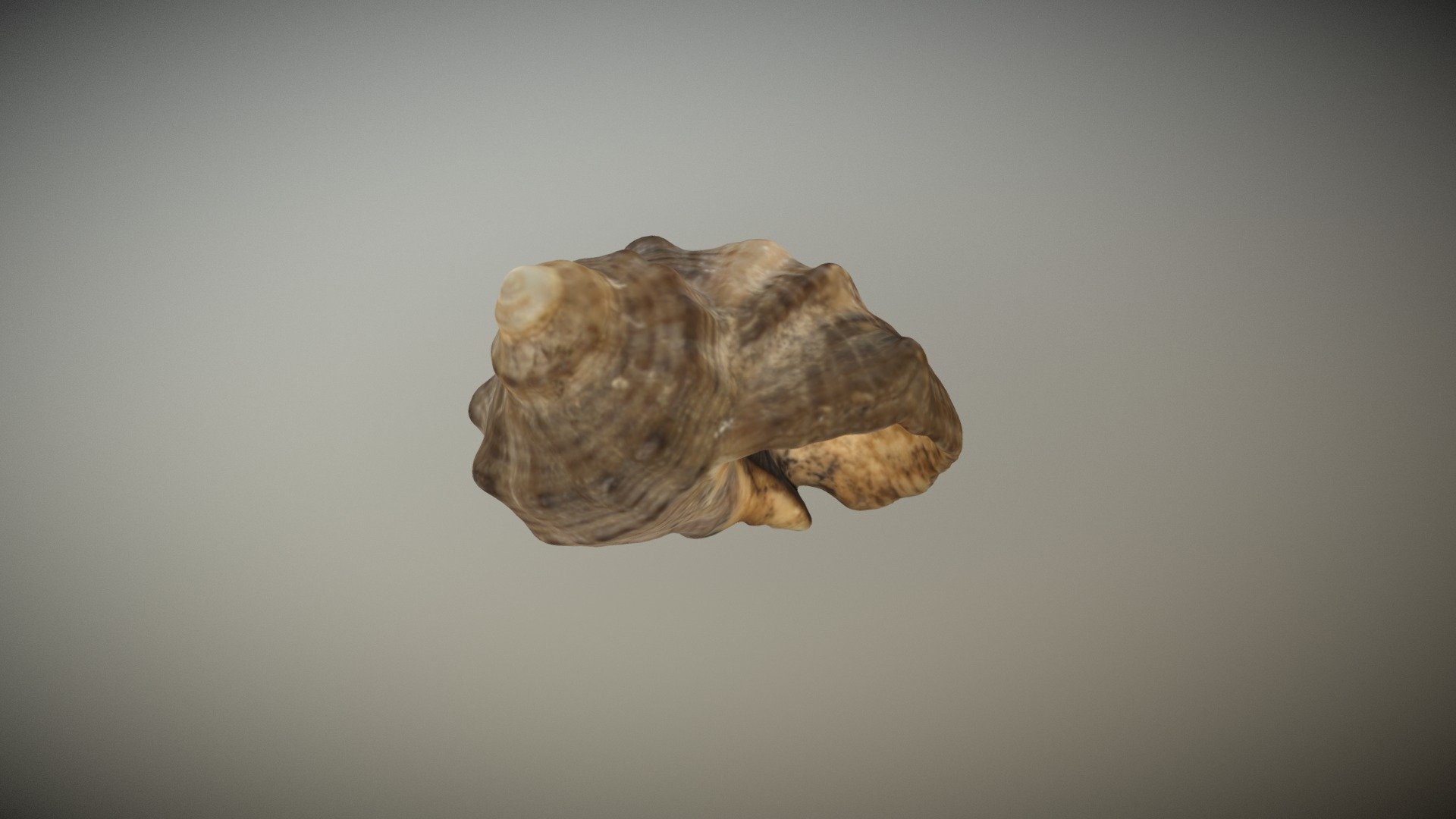 Seashell - Download Free 3D model by Center Additive Manufacturing ...