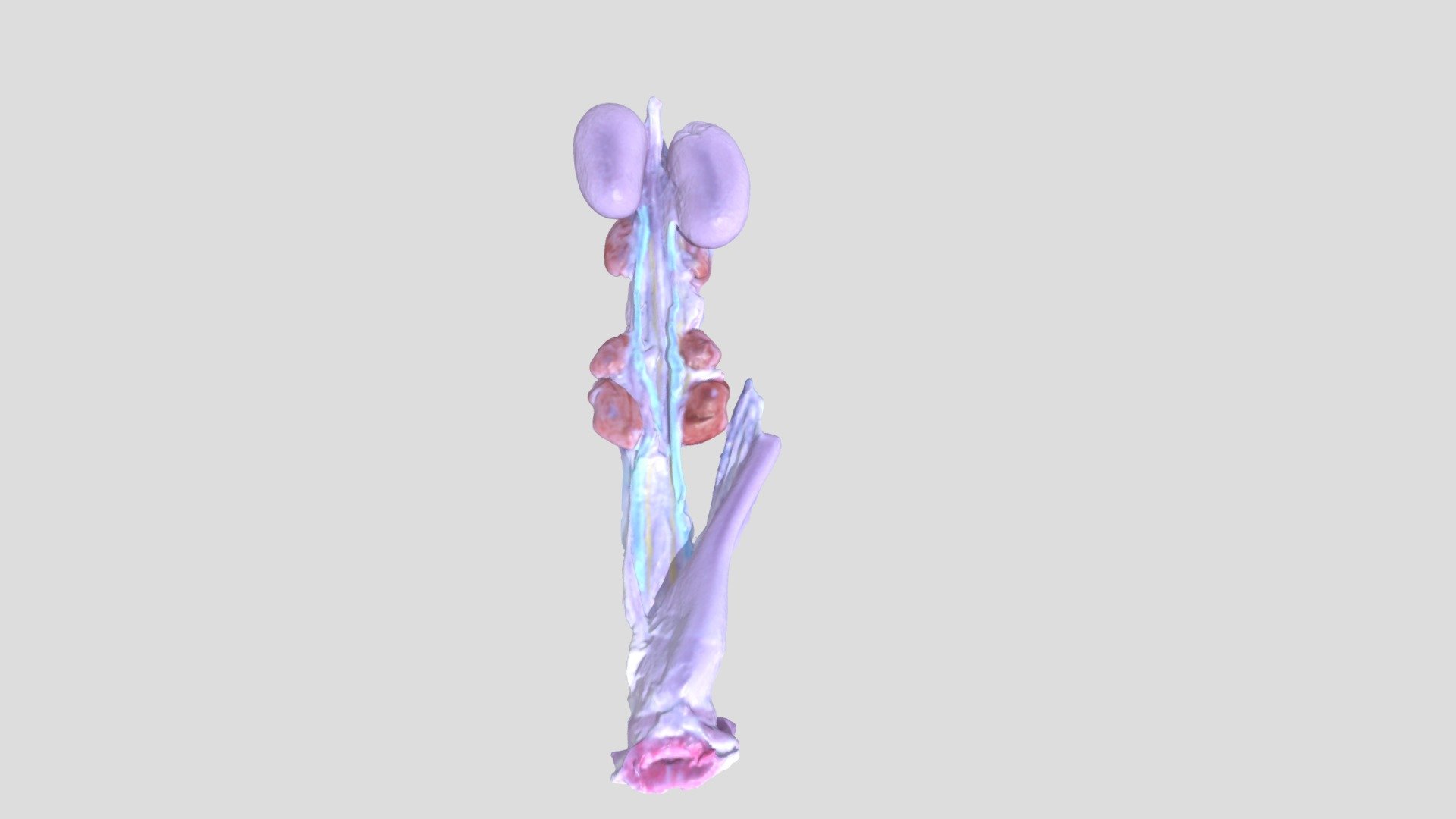 Male genital organs (Rooster) - 3D model by University of Sarajevo ...