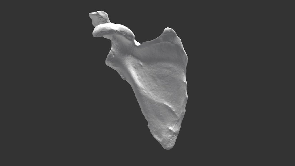 Scapula - 3D model by Wellesley College (@WellesleyCollege) [e74bf70 ...