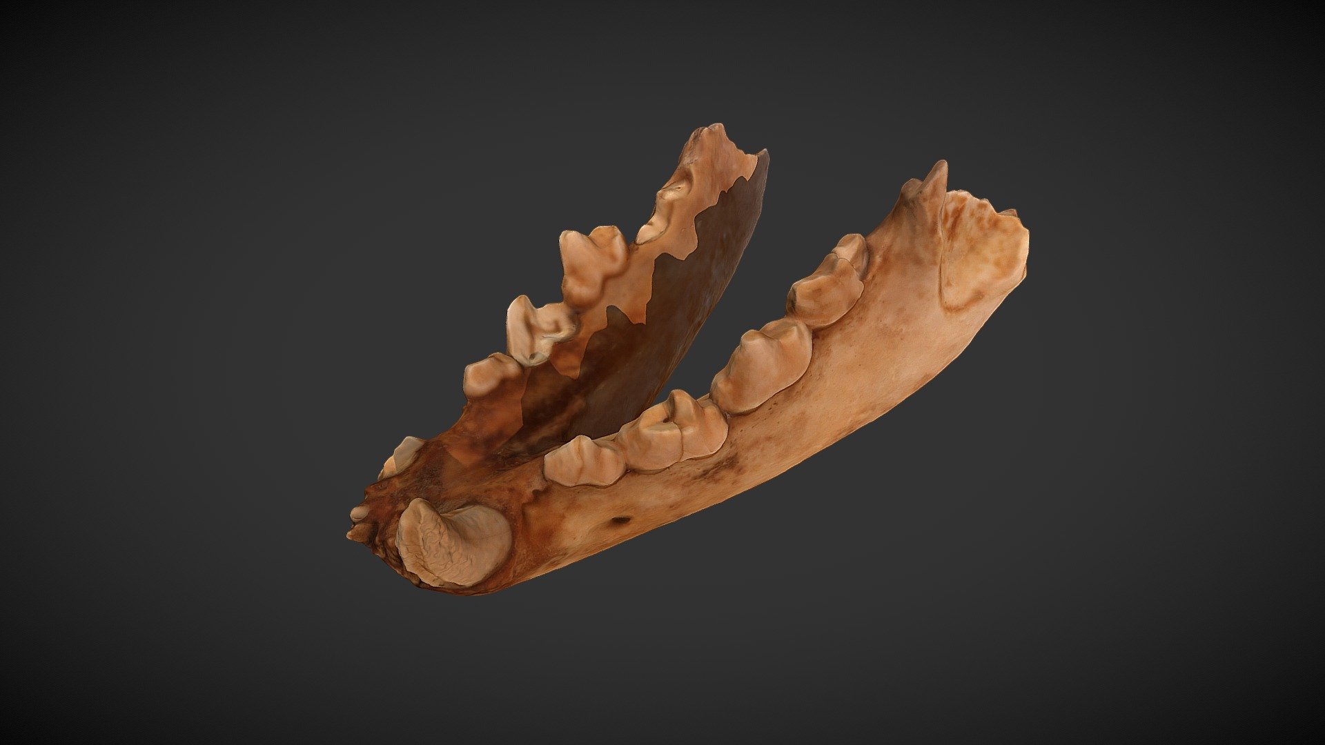 Hyena mandible - 3D model by Diprotodon [e74f085] - Sketchfab