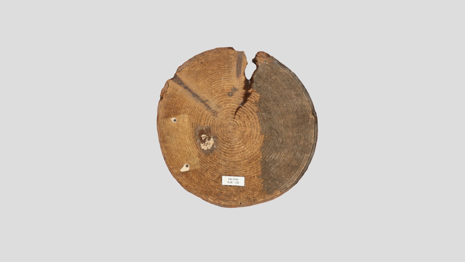 Wood Collection, Xylarium sample #25 - 3D model by SMA-UniGe [e7573dd ...