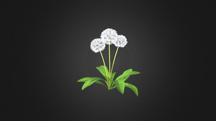 Sow-thistle 3D models - Sketchfab