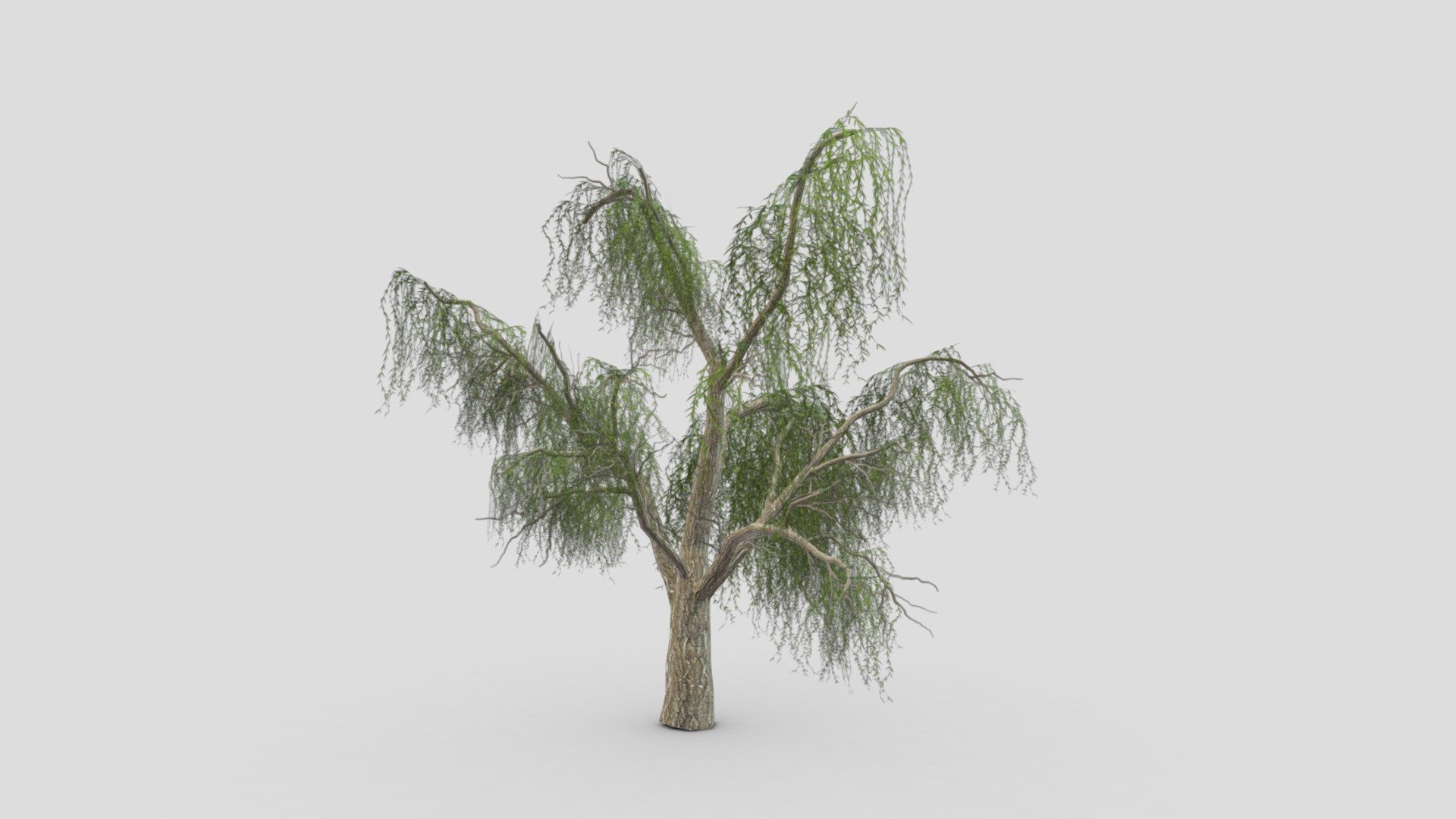 Weeping Willow Tree-06 - Buy Royalty Free 3D model by ASMA3D [e7642f2 ...