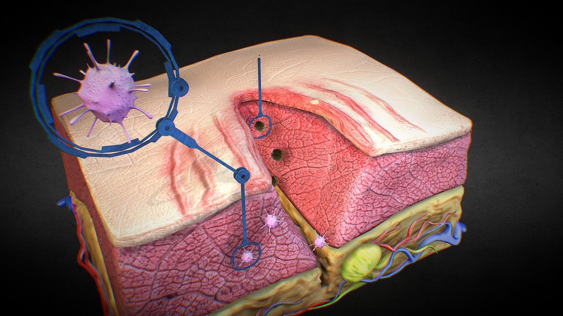 Skin anatomic cut - 3D model by Legatobach [e76445f] - Sketchfab