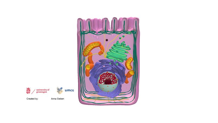 Human_cell 3D models - Sketchfab