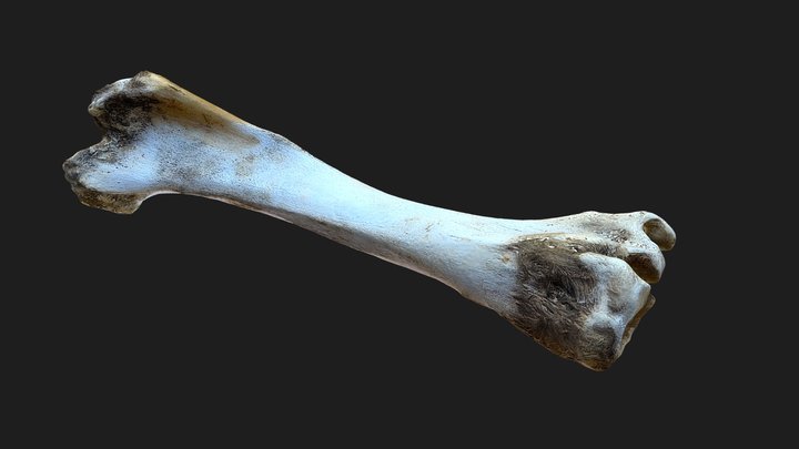 Bovine_anatomy 3D models - Sketchfab