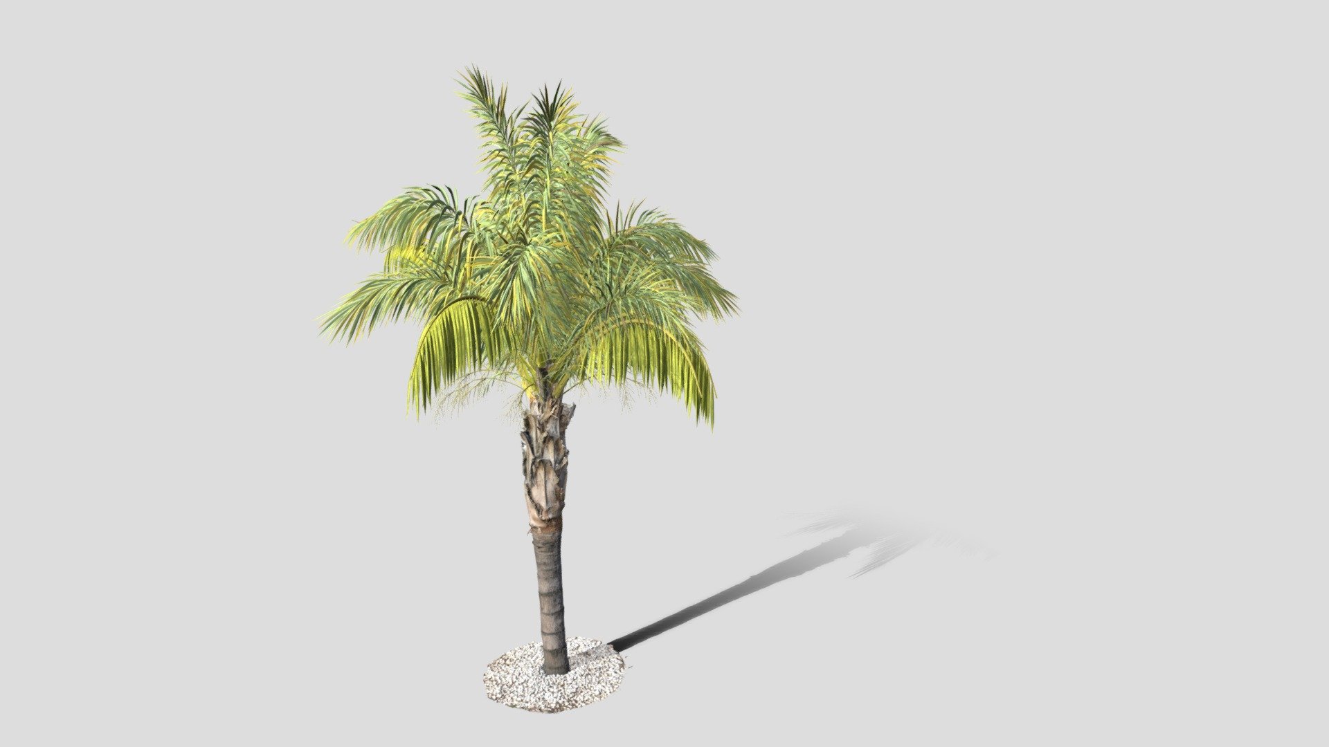 GTV queen palm mid size A - Buy Royalty Free 3D model by Gobotree-3D ...