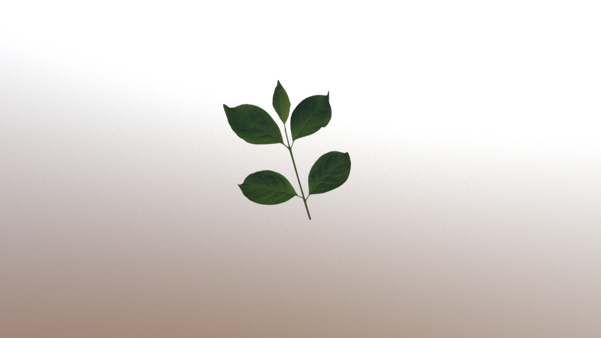 Low-poly Leaf - 3D model by BozhidarKN (@bojidarkn) [e773636] - Sketchfab