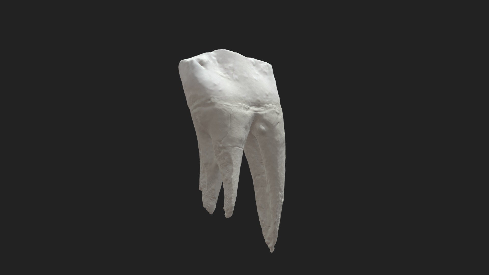 4th cheek tooth (4th premolar) pig (lower jaw) - 3D model by ...