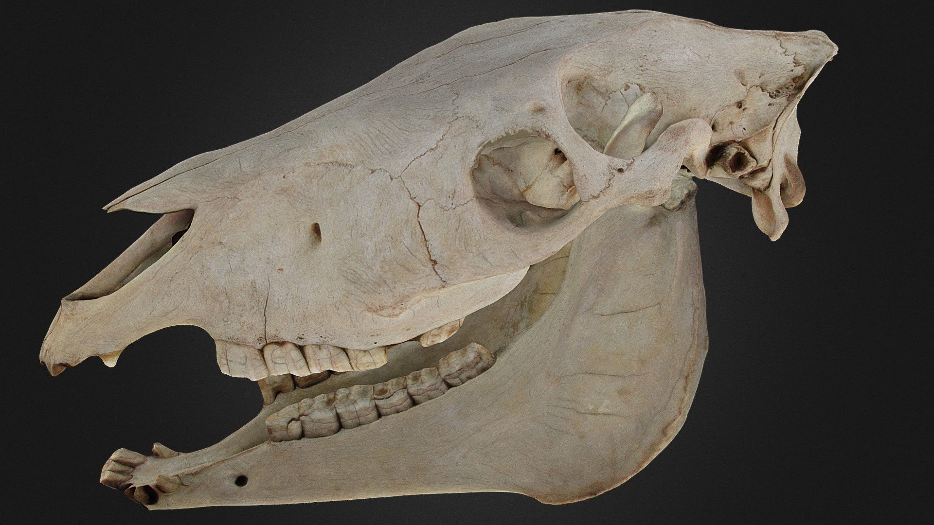 Equus cranium - 3D model by Leonardo Lobo (@leonardolobo) [e77d7ff ...