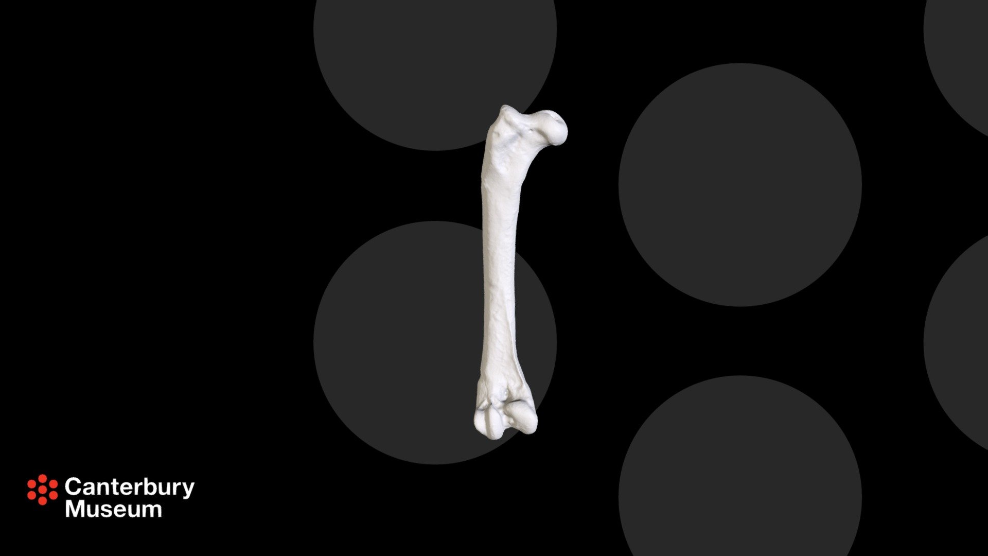 Adelie penguin (Pygoscelis adeliae) femur - 3D model by Canterbury ...