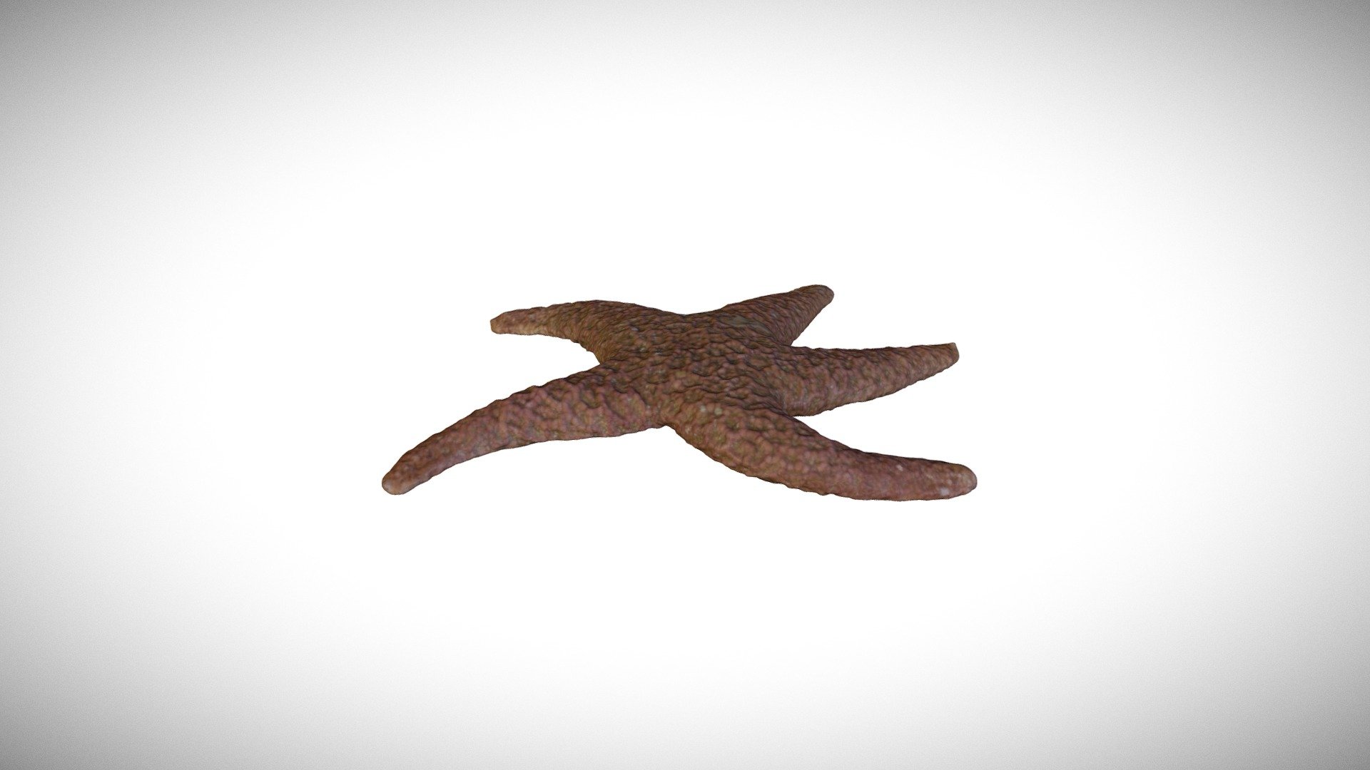 Plectaster decanus / CASIZ 116083 - 3D model by California Academy of ...