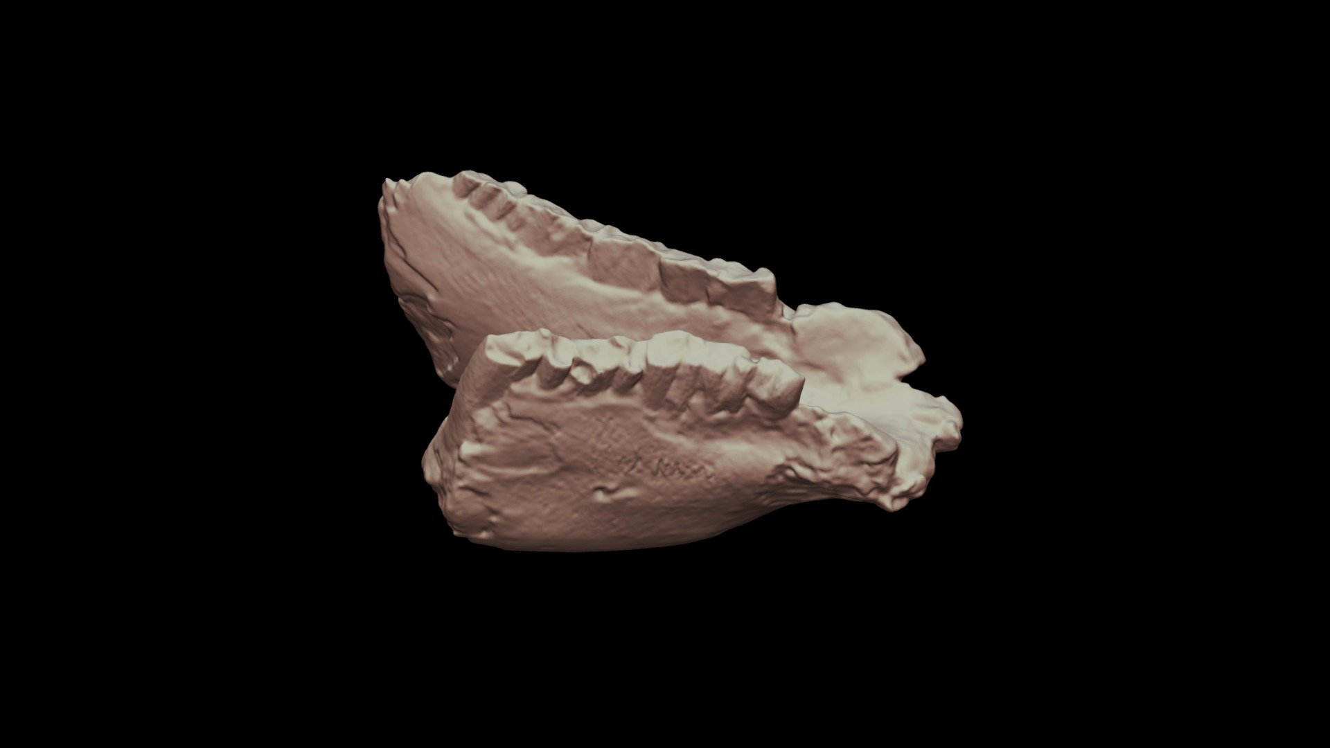 Nesodon conspurcatus - 3D model by Museo de La Plata, Argentina ...