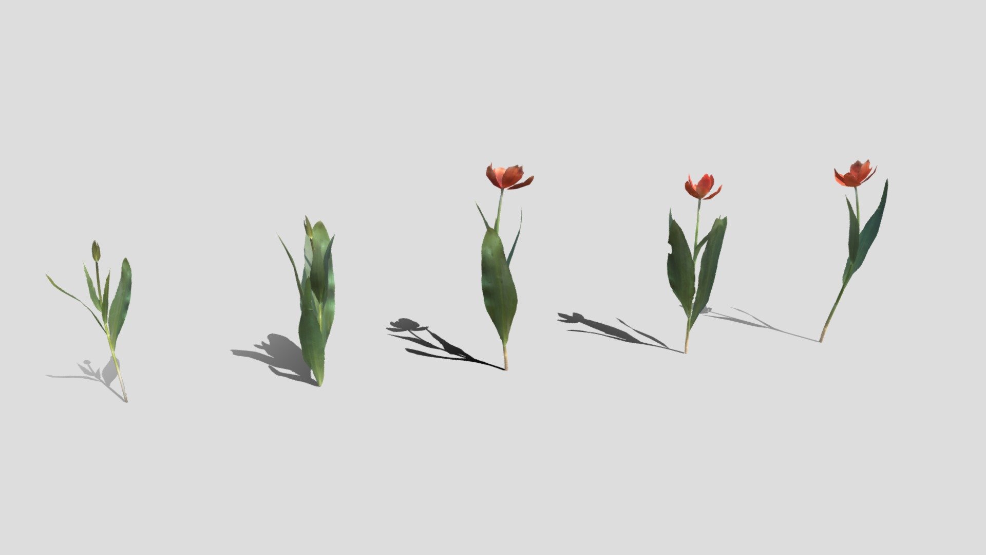 Red Tulip - Buy Royalty Free 3D model by kambur [e792096] - Sketchfab Store