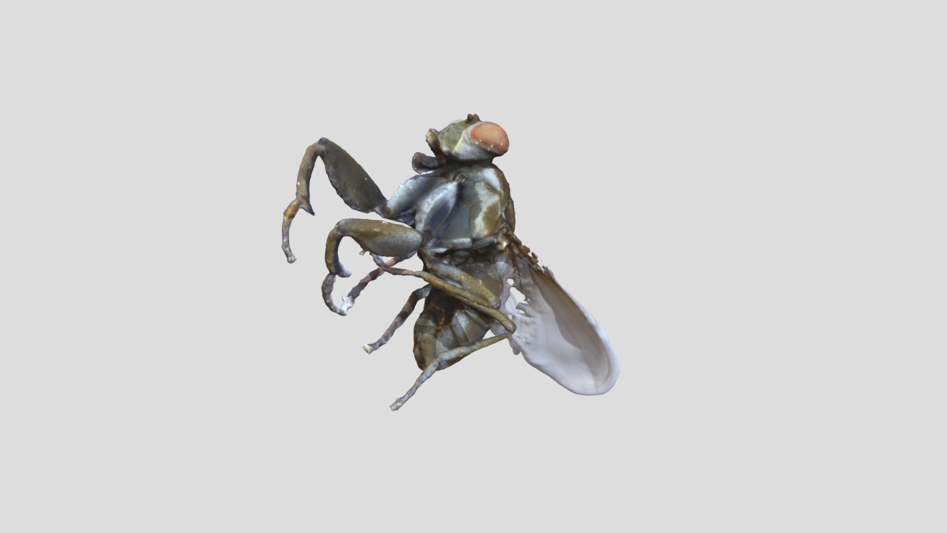 Mantis Fly G - Download Free 3D model by toivo.ylinampa [e79c55f ...