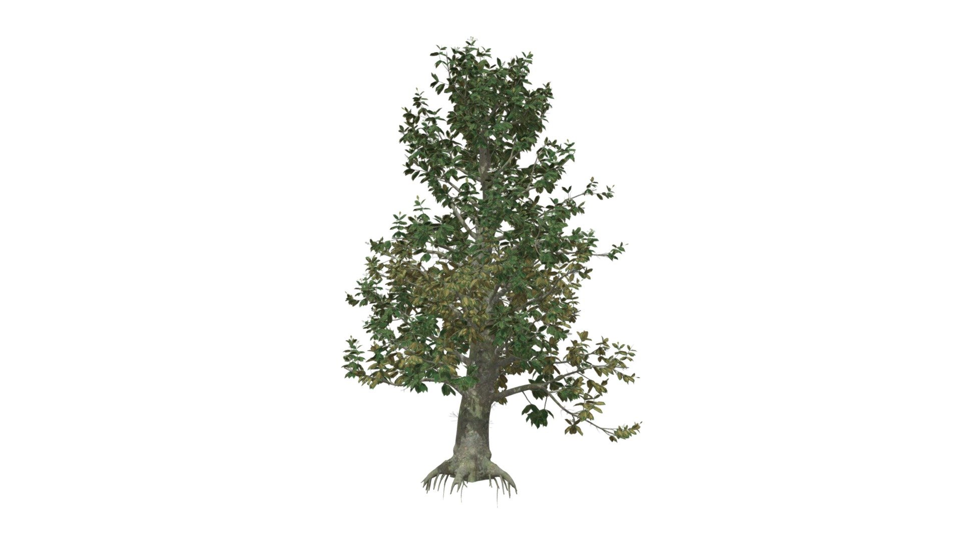 Southern Magnolia Tree #04 - Buy Royalty Free 3D model by meshshape ...