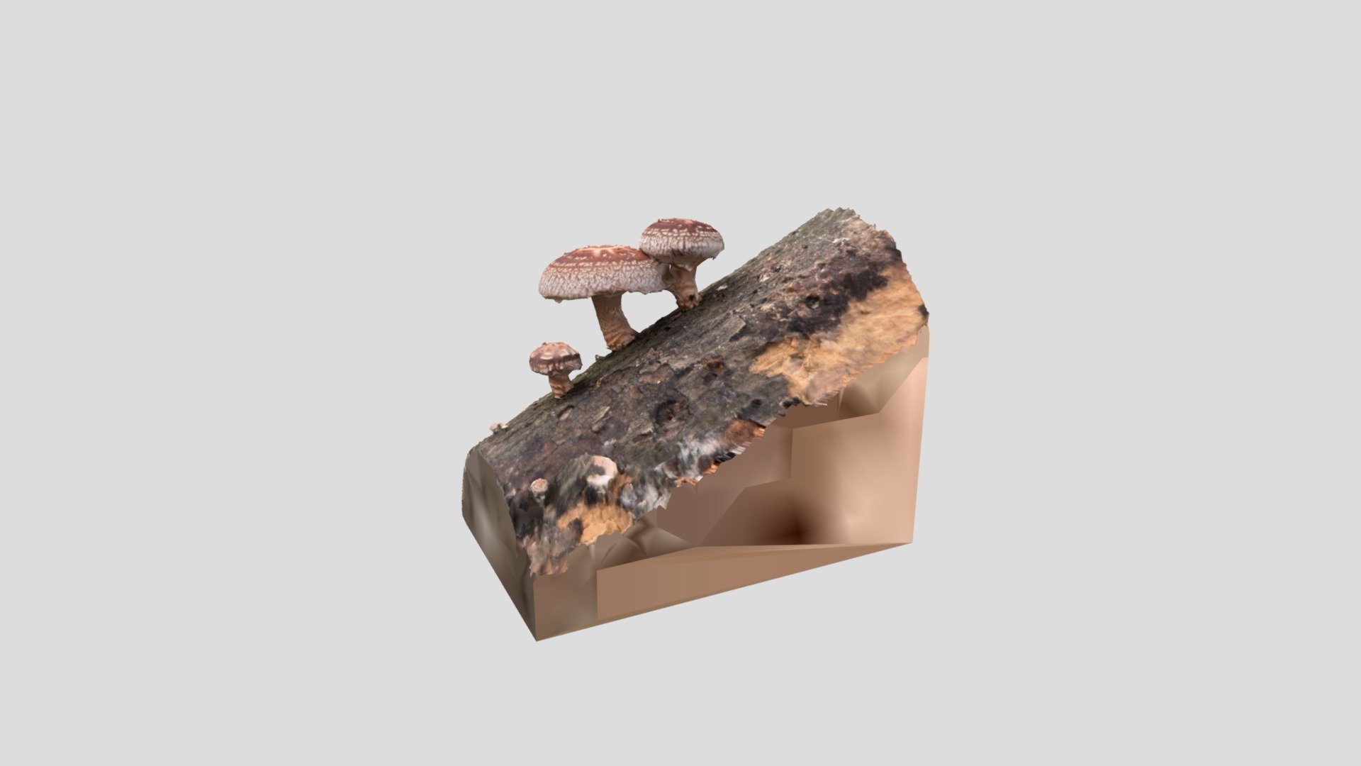 Shiitake mushroom (Lentinula edodes) - Download Free 3D model by 2C ...