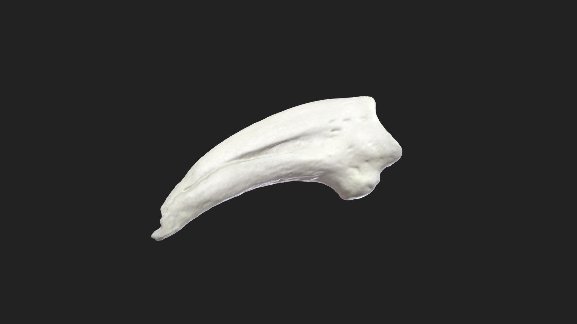 phalanx ungularis chicken - 3D model by vetanatMunich [e7bf7f4] - Sketchfab