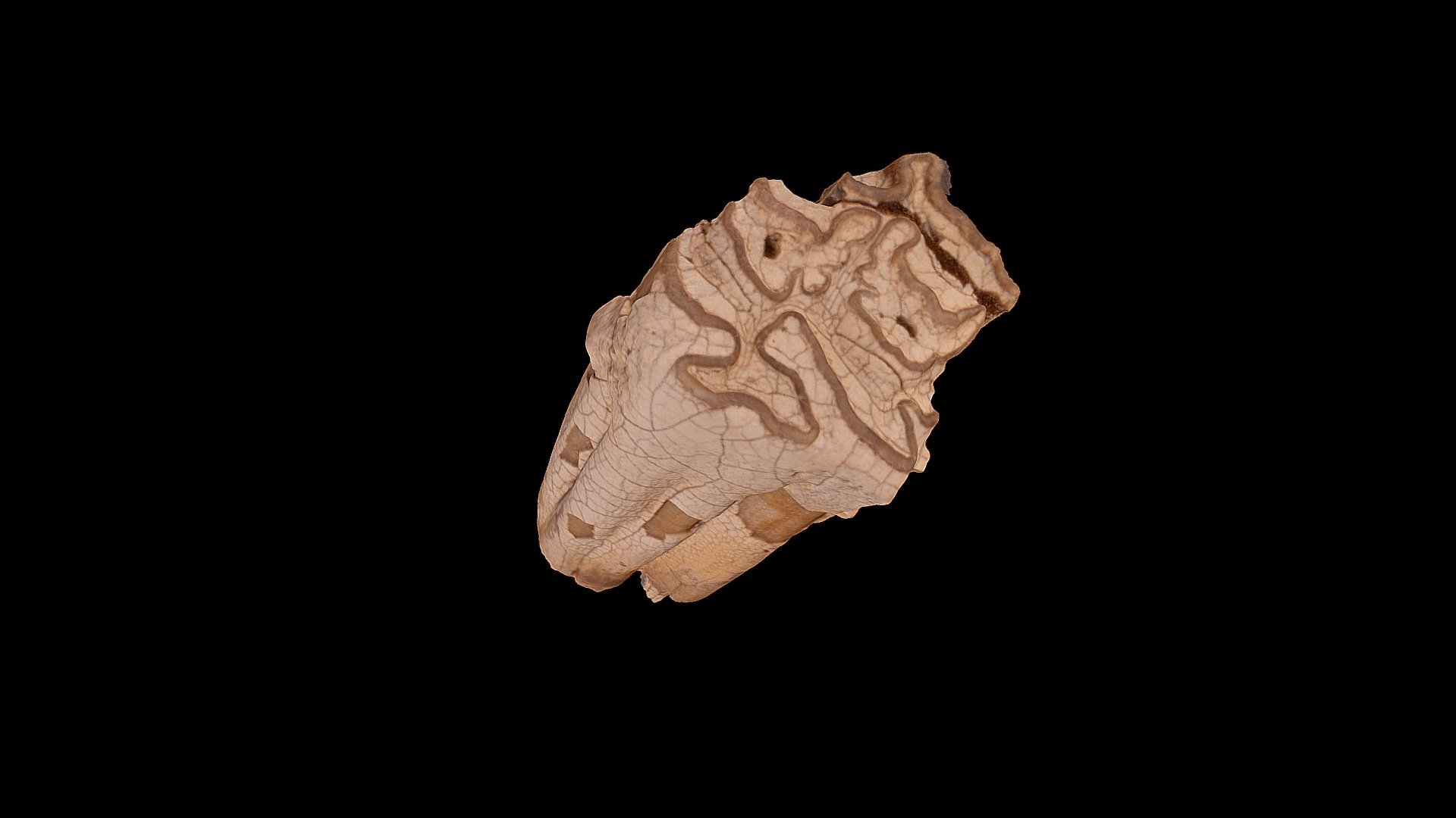 Equus (Amerhippus), molar - 3D model by Arqueodata [e7c4680] - Sketchfab