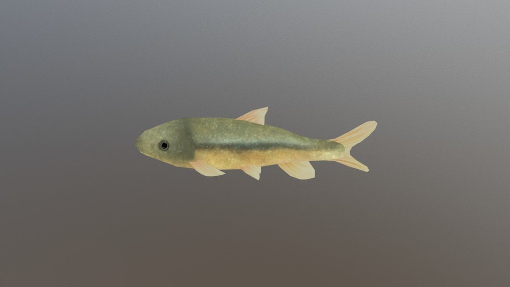 fish - 3D model by youmeowmeow [e7c6145] - Sketchfab