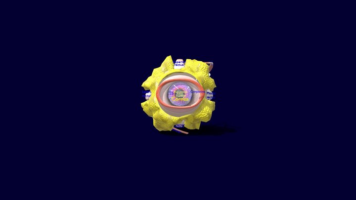 Cornea 3D models - Sketchfab