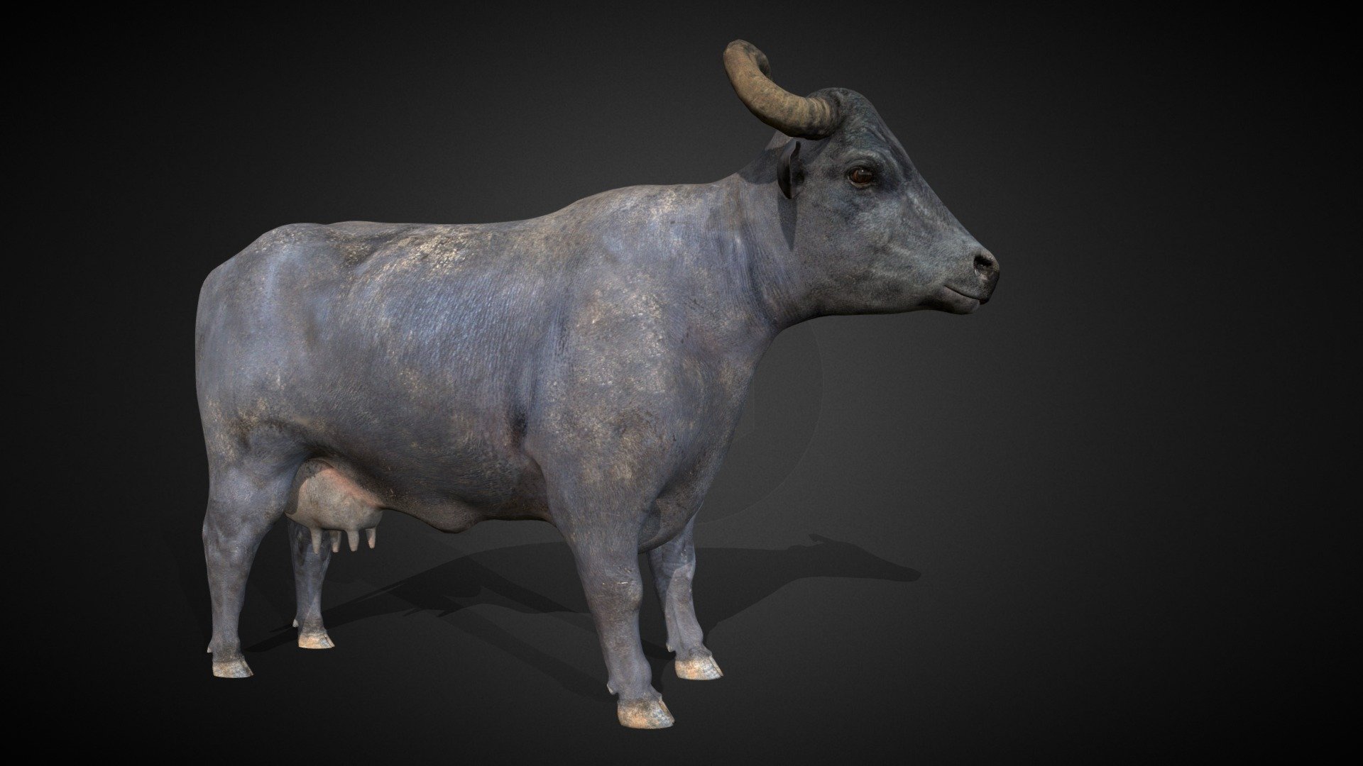 Buffalo - 3D model by suresh_bharsadiya [e7d03b6] - Sketchfab