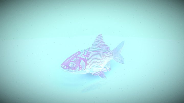 Goldfish 3D models - Sketchfab