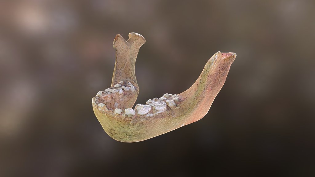 Australopithecus africanus -- Jaw fossil - 3D model by García Ávila, M ...