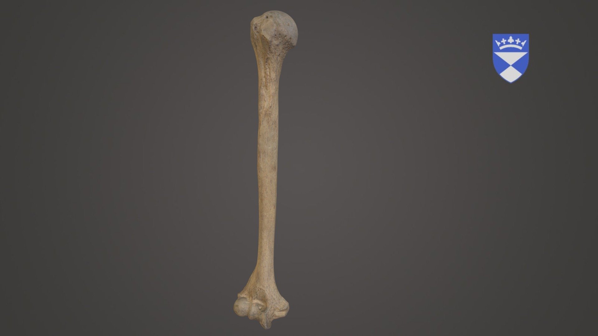Humerus - 3D model by University of Dundee, CAHID (@anatomy_dundee ...