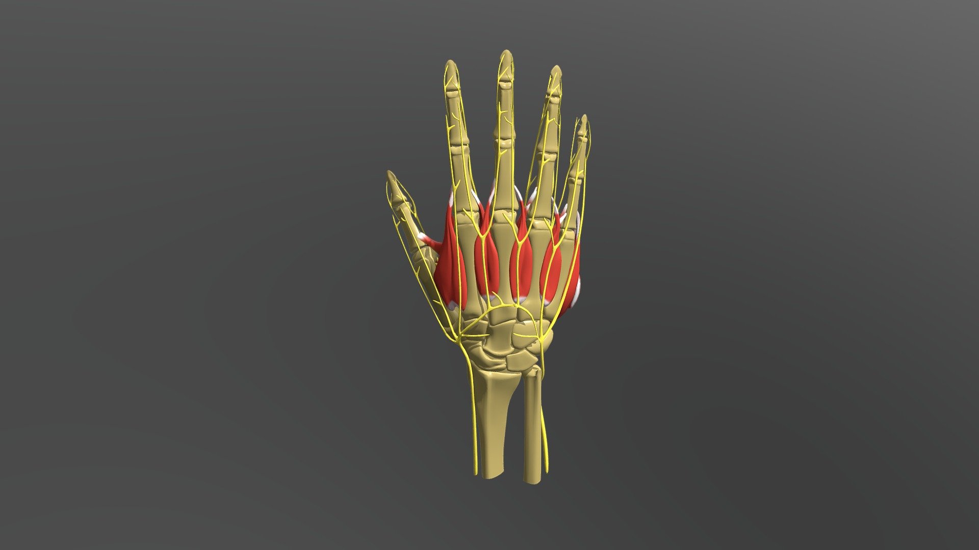 All hand bones, muscles, nerves - Buy Royalty Free 3D model by mosa ...