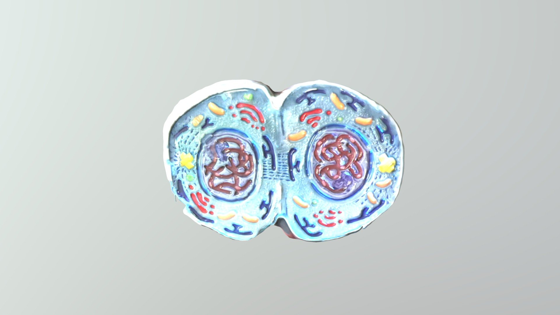 Mitosis Stage 9 - Download Free 3D model by jkane326 [e7e3a8a] - Sketchfab