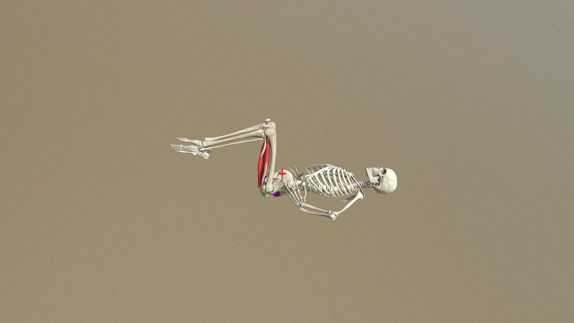 Hamstring Bridge - Arches - 3D model by sschowchowsketcfab [e7e6150 ...