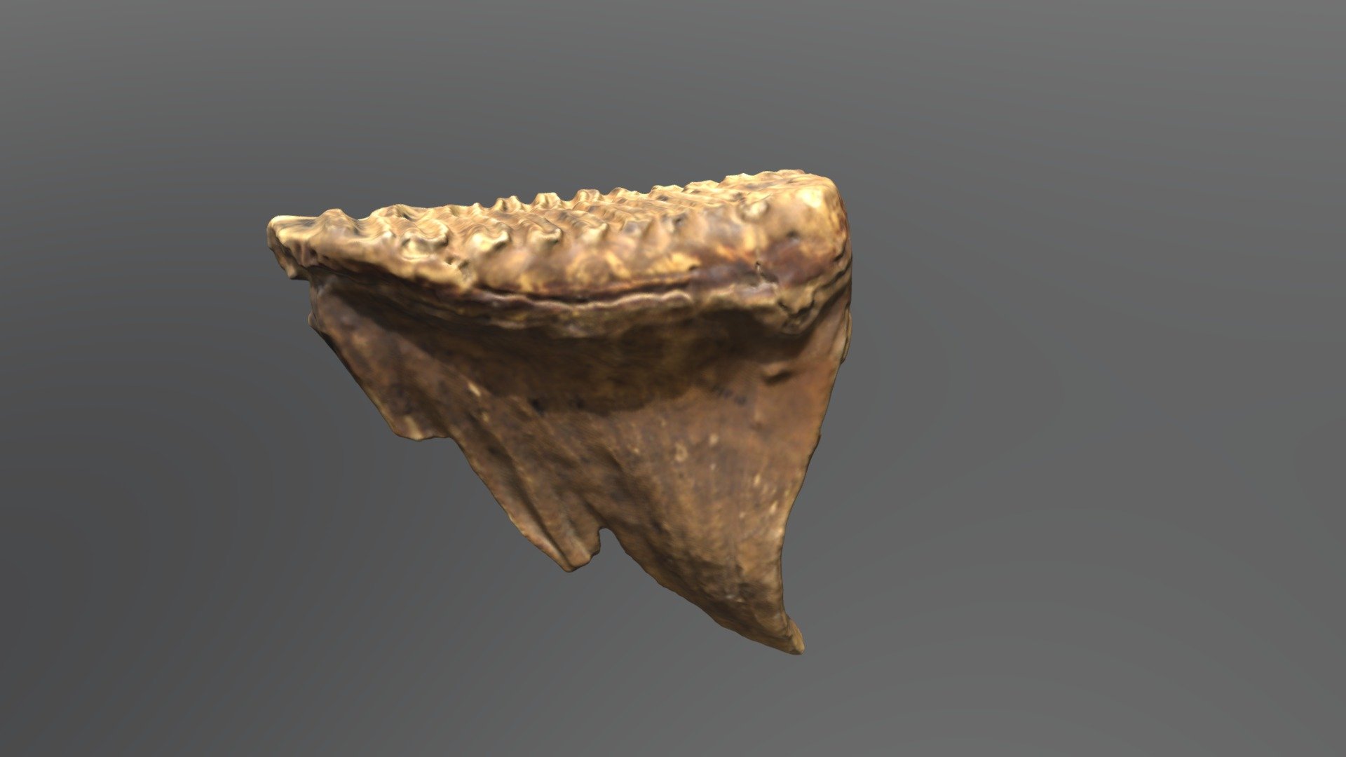 Asian Elephant Molar (VCU_3D_4370) - Download Free 3D model by Virtual ...