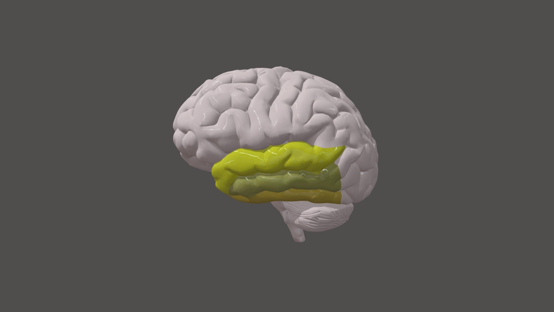 Temporal gyri of human brain - 3D model by emoore777 [e7f4fac] - Sketchfab