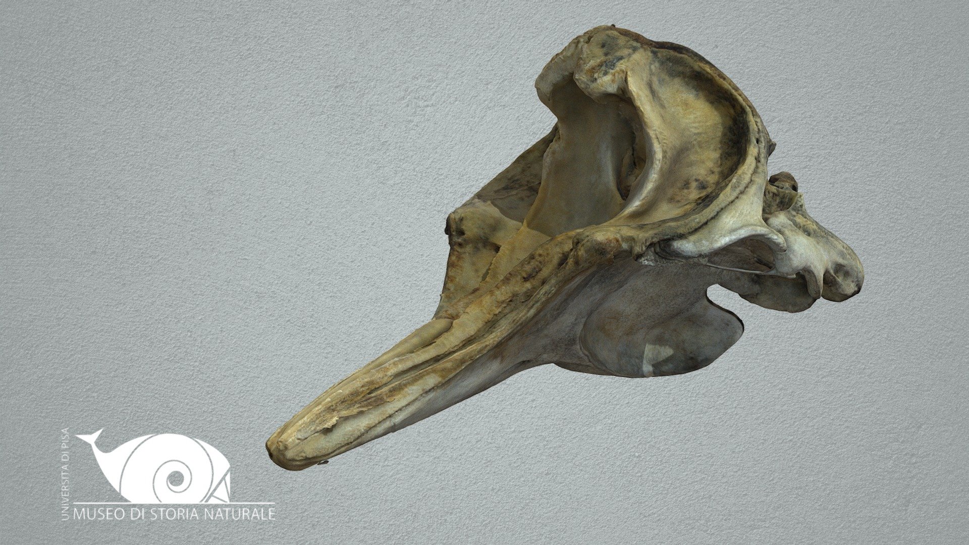 Cuvier's Beaked Whale (Cranium) - 3D model by Natural History Museum ...