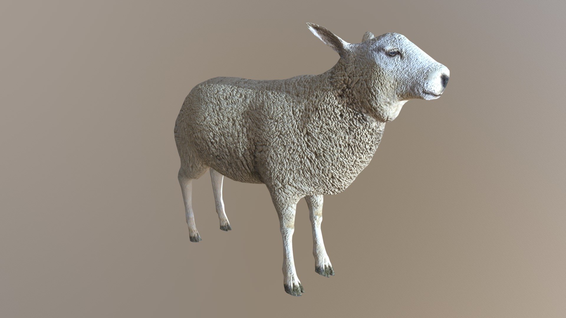 Sheep - Buy Royalty Free 3D model by 3dlowpoly [e7fc485] - Sketchfab Store