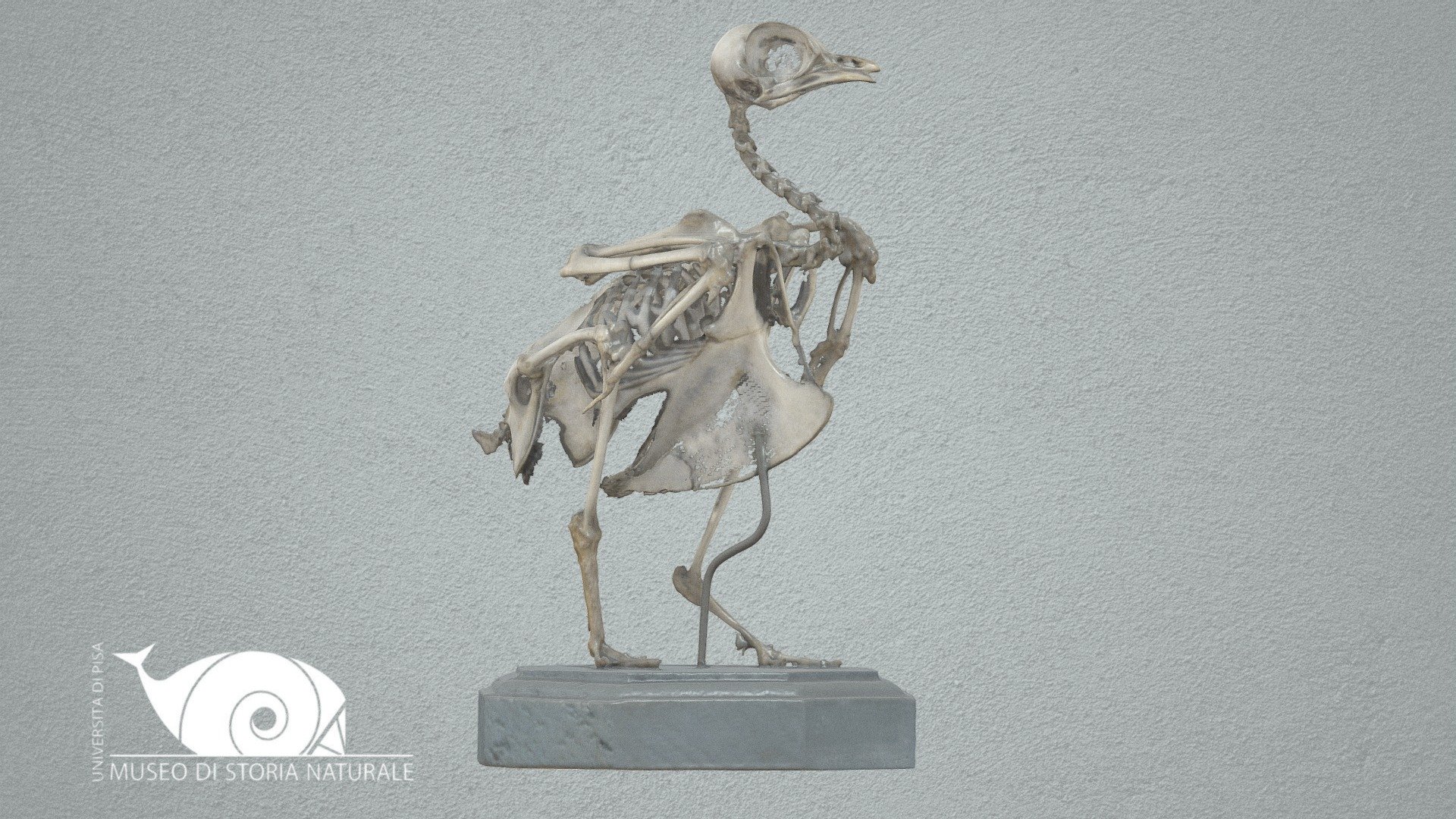 Four-banded sandgrouse - 3D model by Natural History Museum, University ...