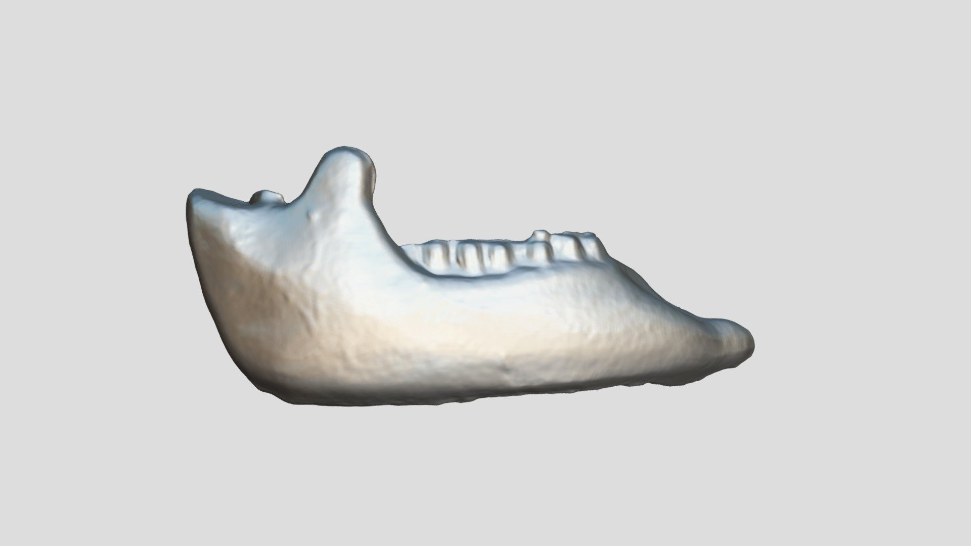 Palmer Mastodon Kit Mandible Rt (VCU_3D_5556) - 3D model by Virtual ...